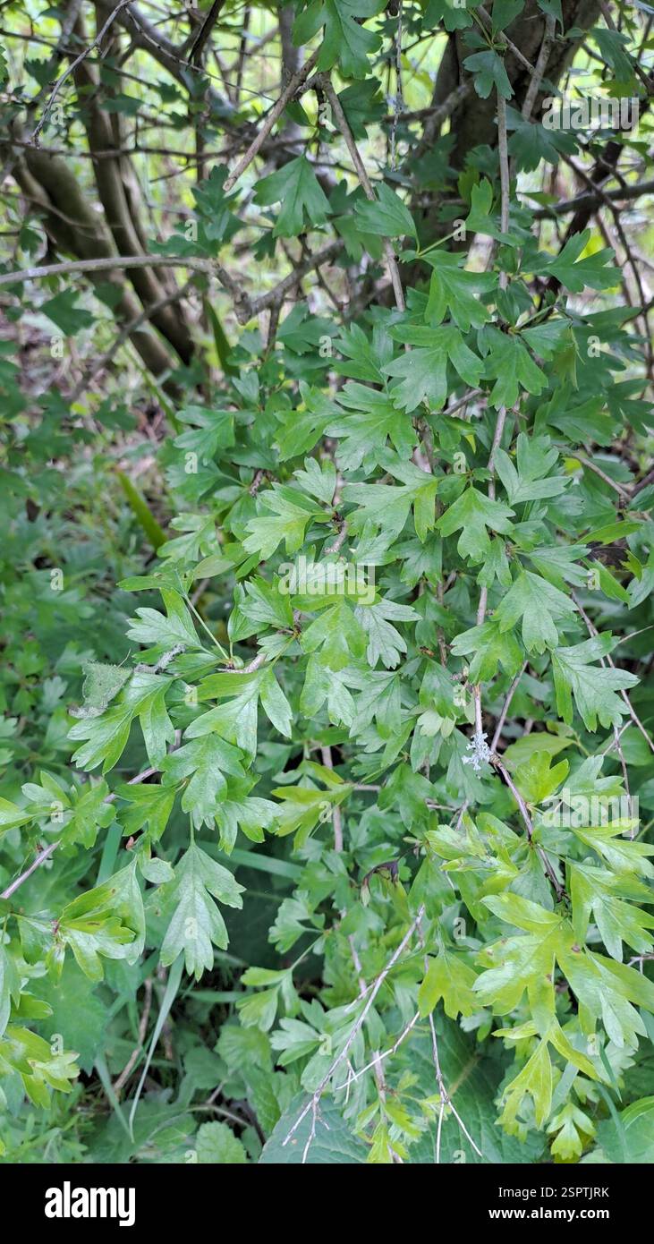 common hawthorn (Crataegus monogyna), Plantae, Mickle Trafford, Chester ...