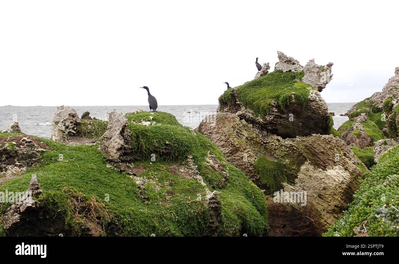 Pitt Island Shag (Phalacrocorax featherstoni), Aves, Chatham Islands ...