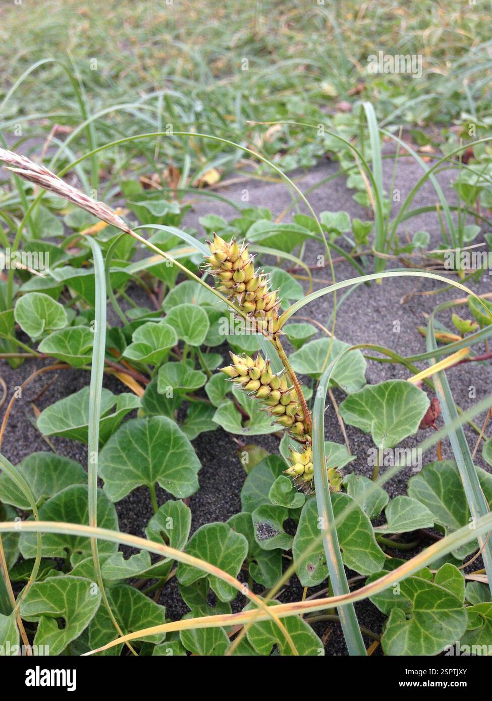 strand sedge (Carex pumila), Plantae, Katasekaigan, Fujisawa, Kanagawa ...
