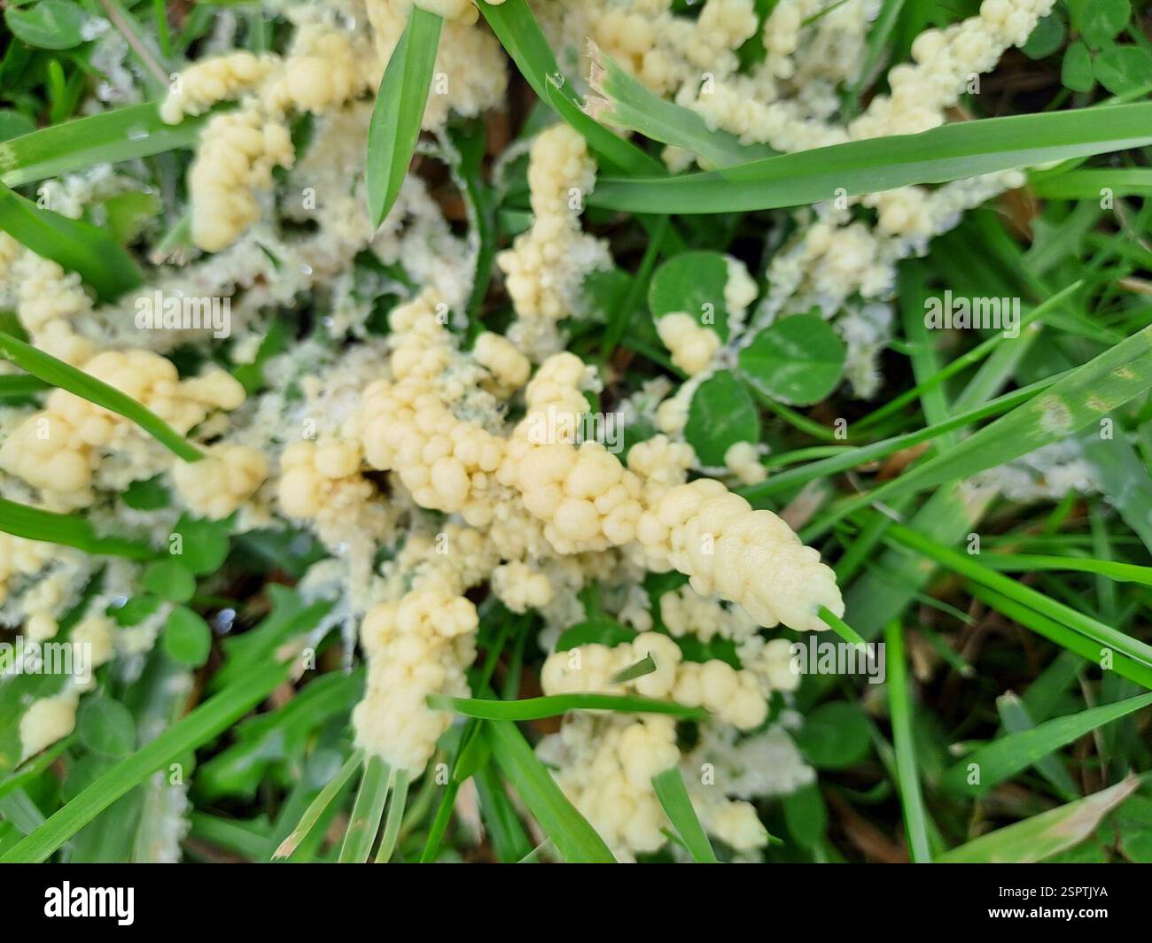 Dog Sick Slime Mould (Didymium spongiosum), Protozoa, Waihopai ...