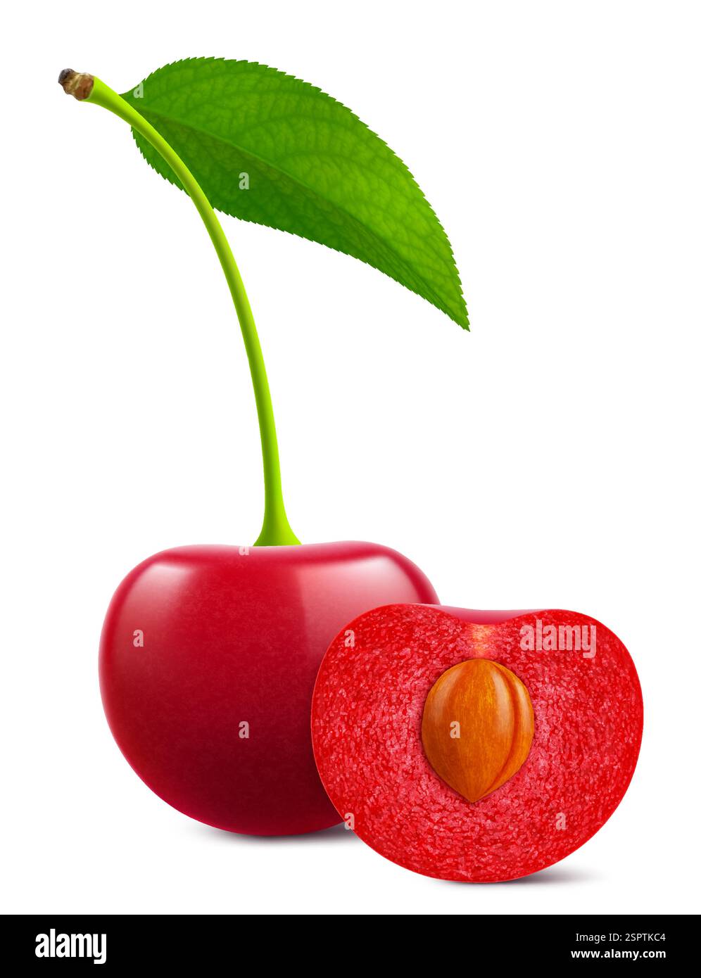 Ripe cherries with leaves isolated on a white background. Whole red ...