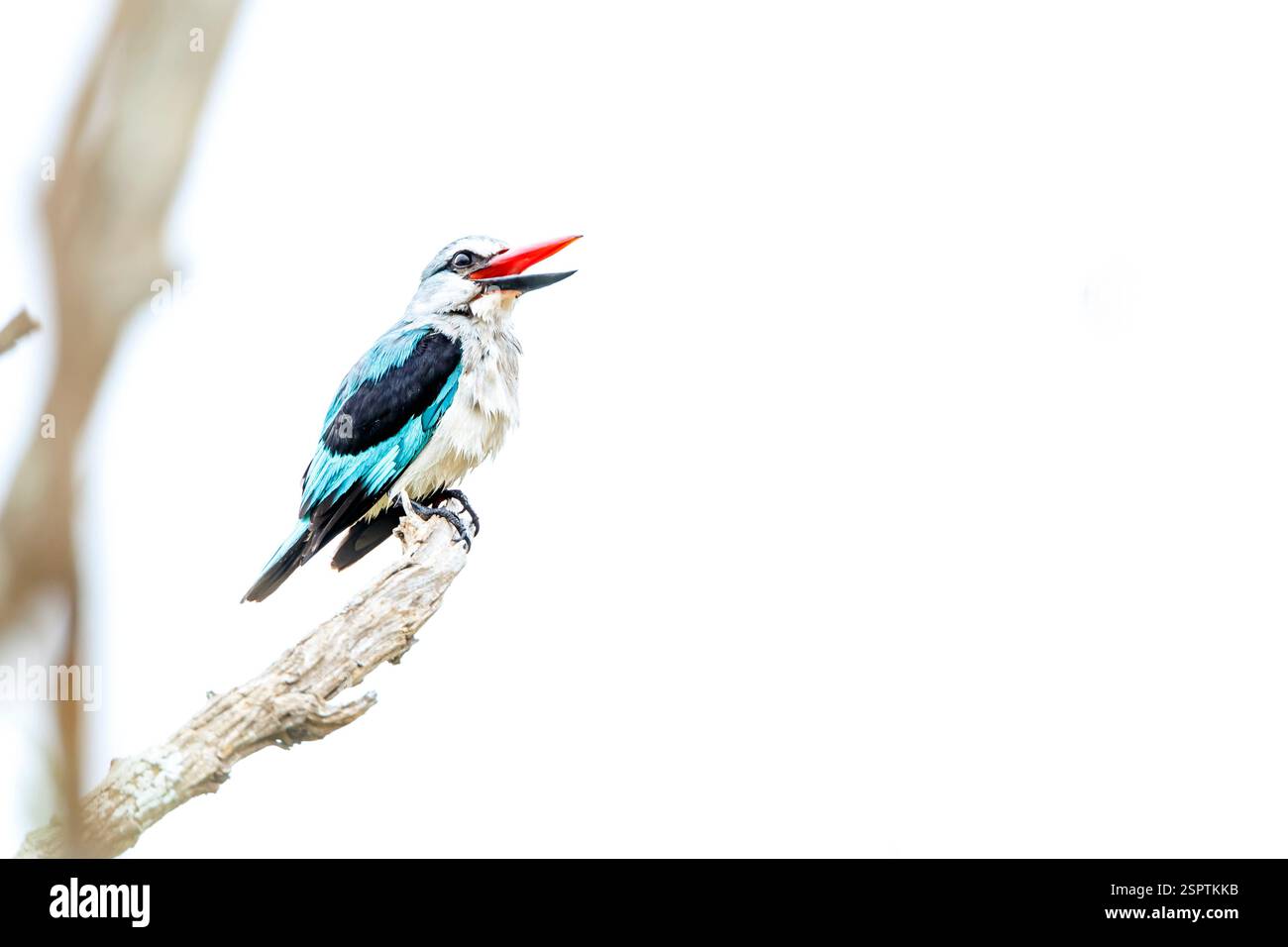 Kingfisher bird side view Cut Out Stock Images & Pictures - Alamy