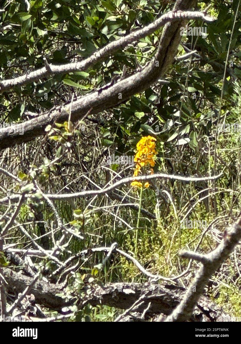 Western Wallflower (Erysimum capitatum), Plantae, Mount Diablo State ...