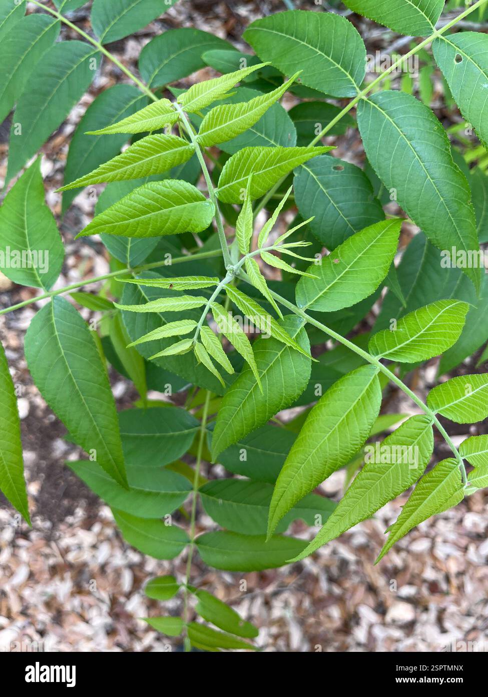 Arizona black walnut (Juglans major), Plantae, Babcock Rd, San Antonio ...
