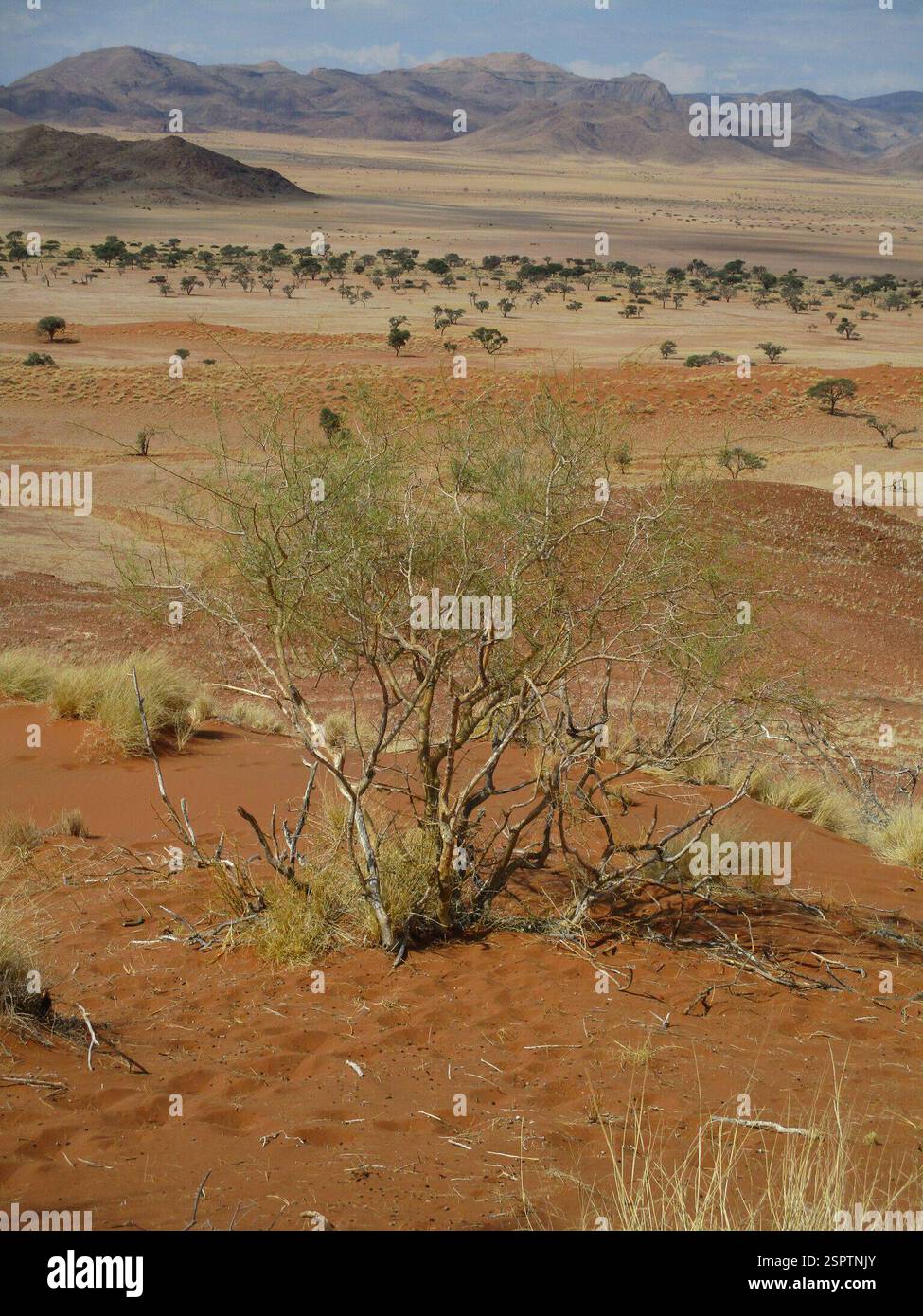 Greenhair Tree (Parkinsonia africana), Plantae, Hardap Region, Namibia ...