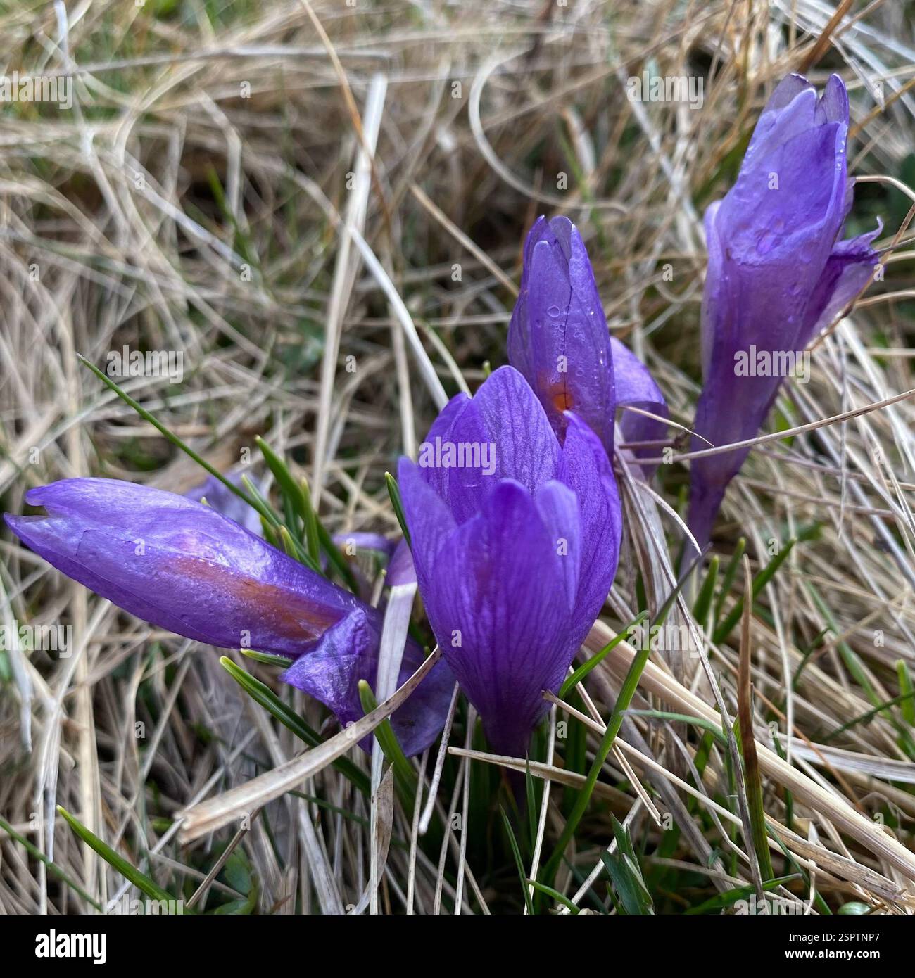 (Crocus veluchensis), Plantae, 84, Yundola, Pazardzhik, BG Stock Photo ...