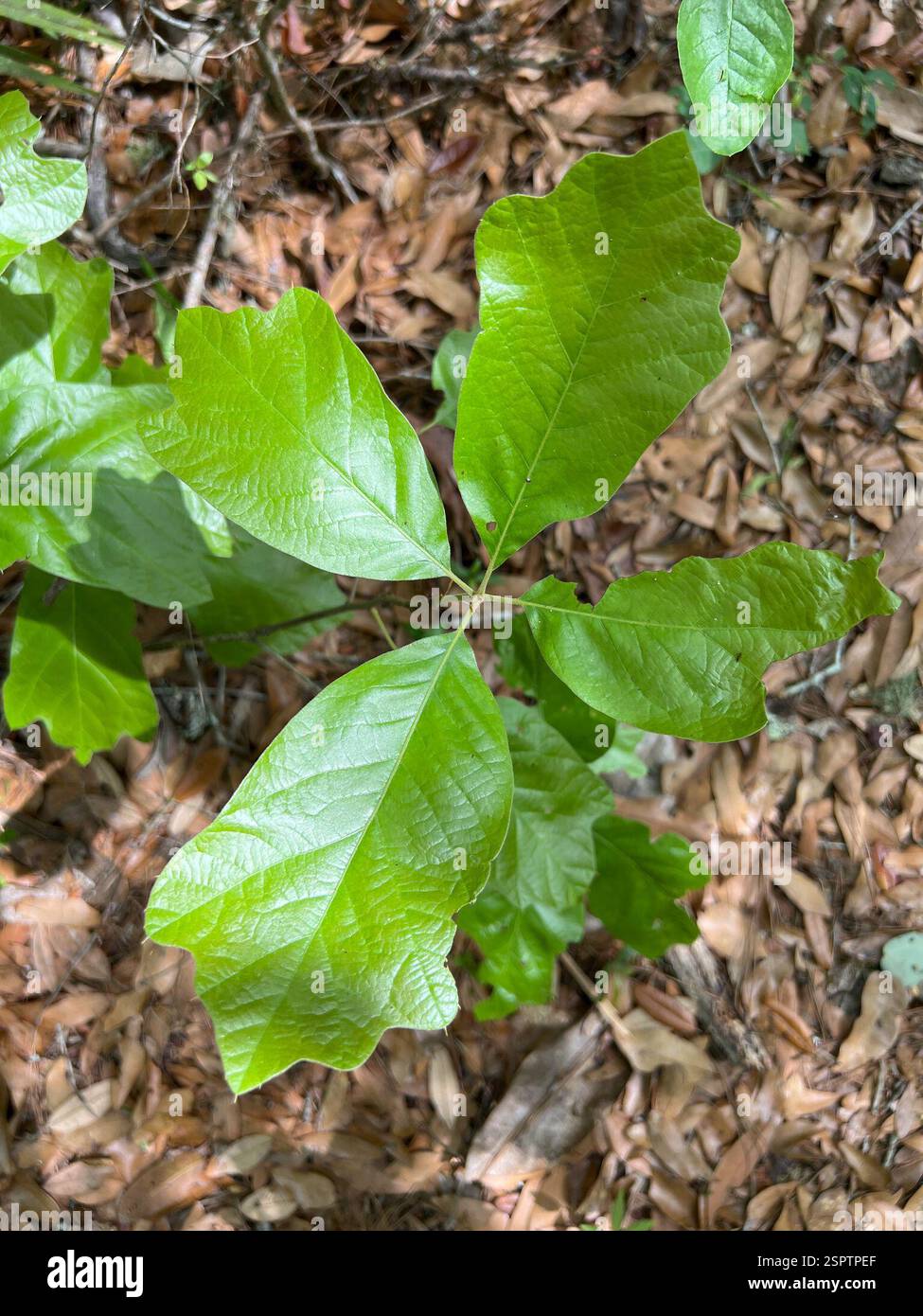 southern red oak (Quercus falcata), Plantae, Apalachicola National ...