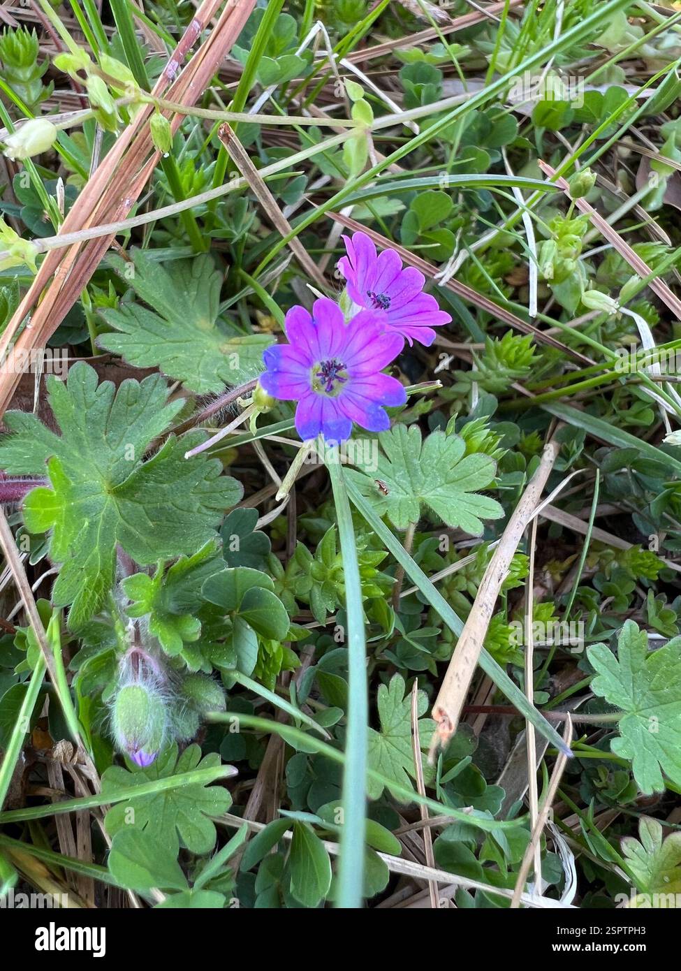 Dove's-foot crane's-bill (Geranium molle), Plantae, Assawoman Bay State ...