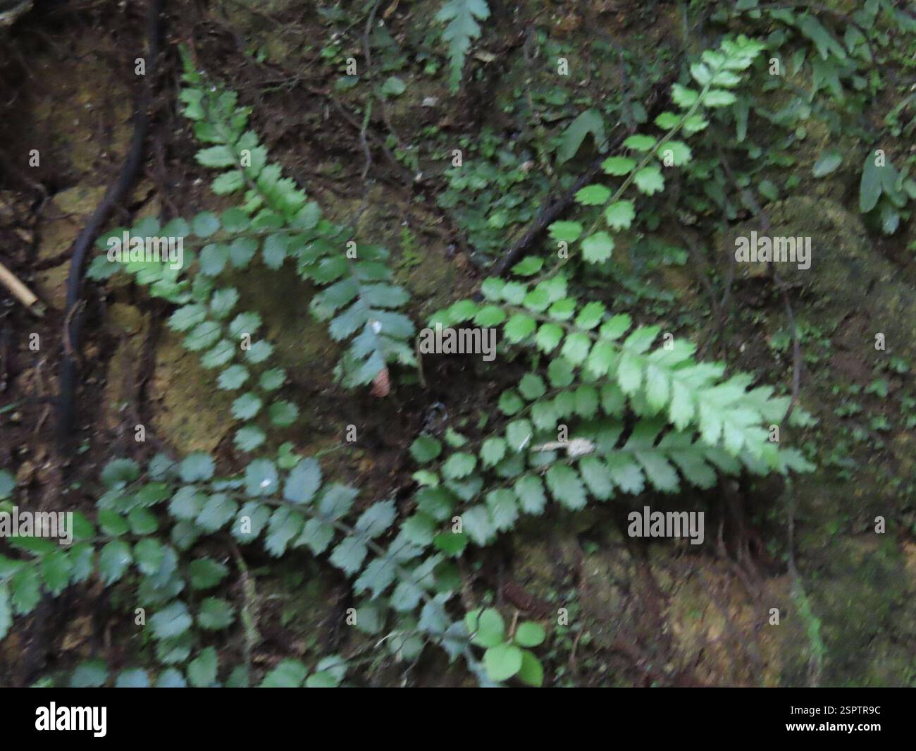 Thread Fern (Blechnum filiforme), Plantae, 19 Thatcher Crescent ...