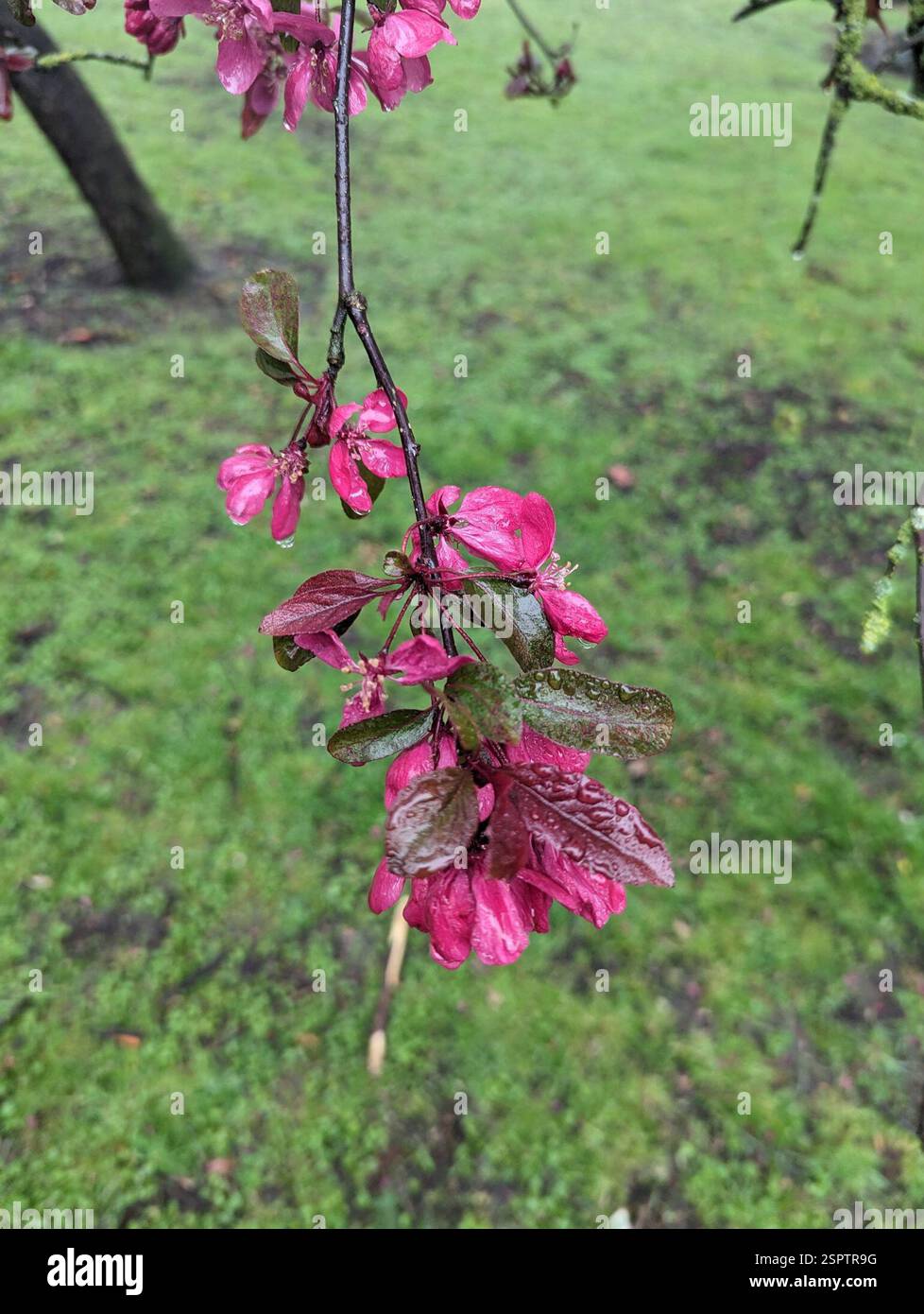 dicots (Magnoliopsida), Plantae, Mick Ronson Memorial, Hull HU8 8JU, UK ...