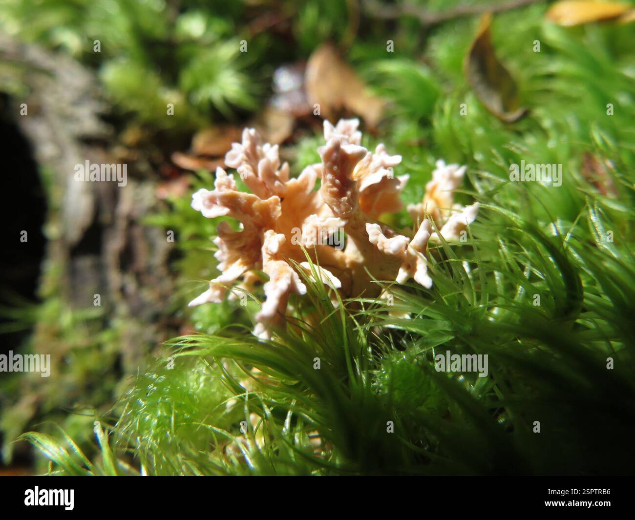 (Podoserpula), Fungi, Circle Track View Point Stock Photo - Alamy