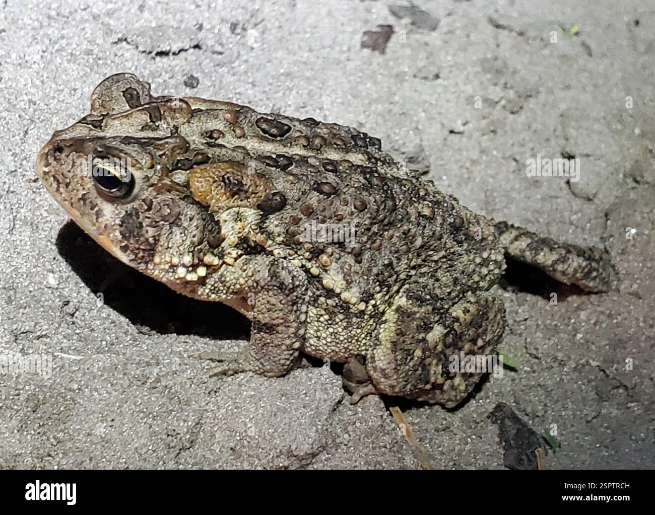 Southern Toad (Anaxyrus terrestris), Amphibia, Florida, US Stock Photo ...
