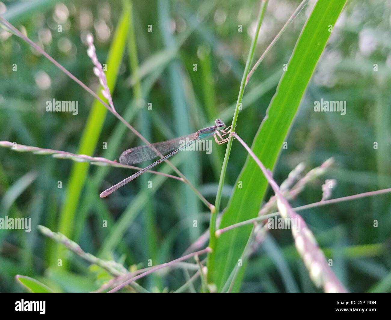 Wandering Midget (Agriocnemis pygmaea), Insecta, GH67+49Q, Njaliankuzhi ...