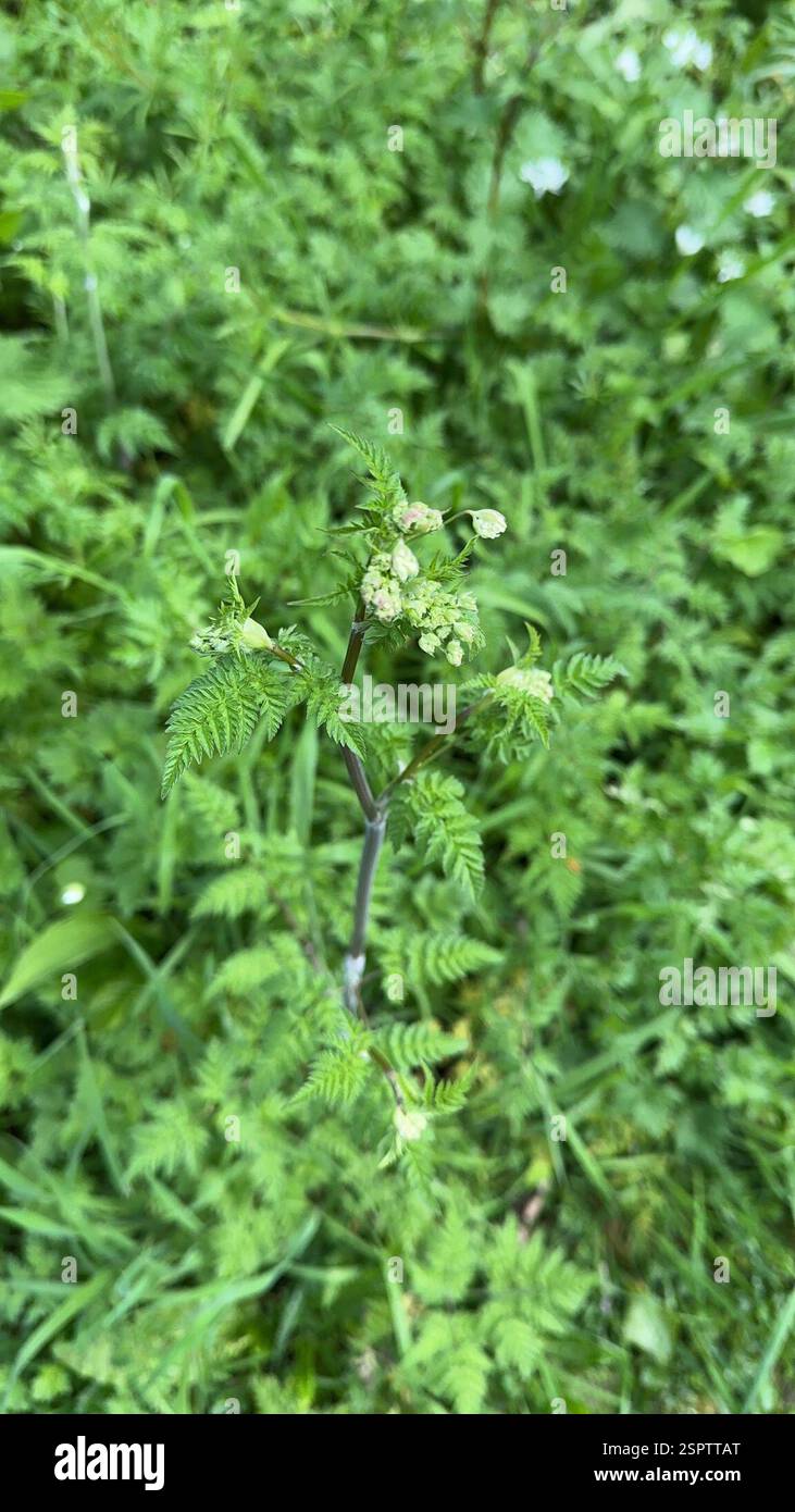 Cow Parsley (Anthriscus sylvestris), Plantae, Hull Stock Photo - Alamy
