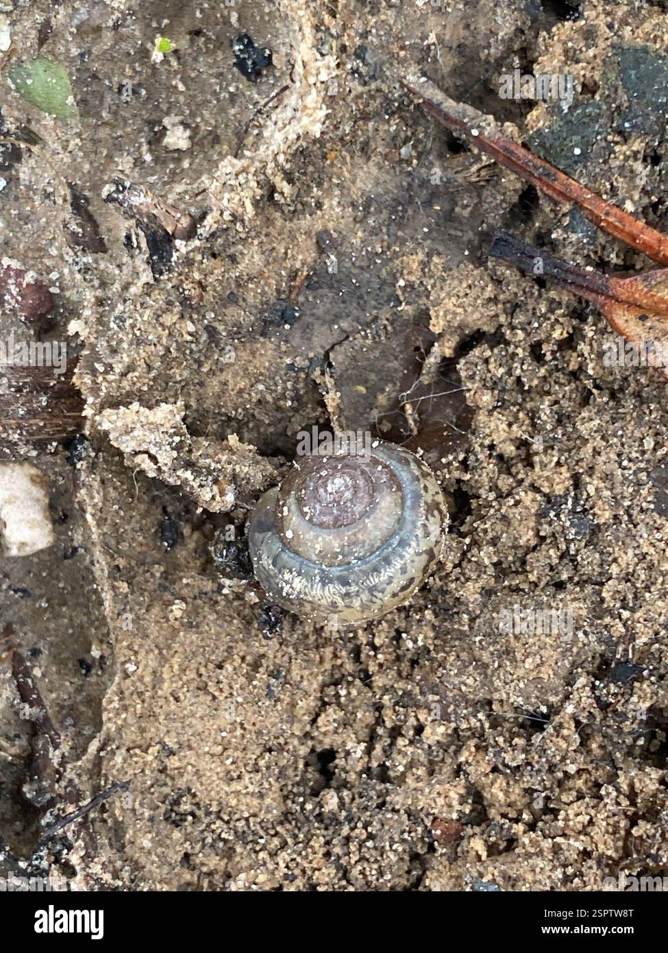 Gastropods (Gastropoda), Mollusca, Sam Houston National Forest ...