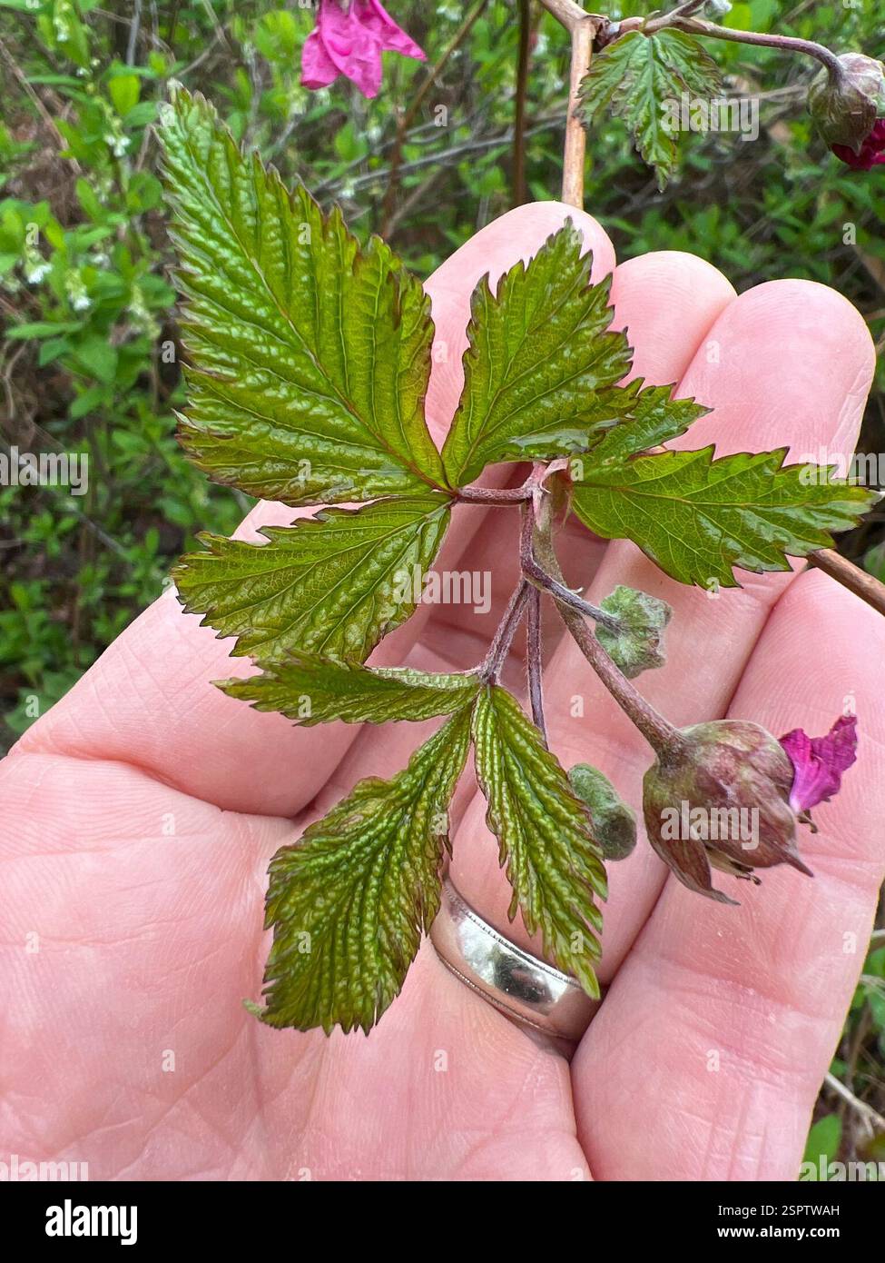 Salmonberry (Rubus spectabilis), Plantae, Kensington Ave, Burnaby, BC ...