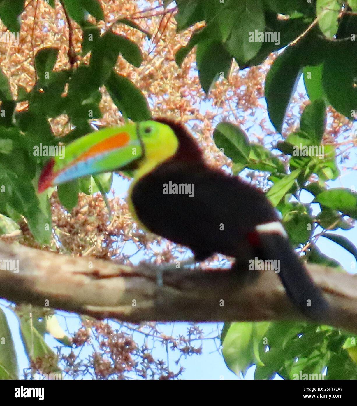 Keel-billed Toucan (Ramphastos sulfuratus), Aves, Darien, PA, When I ...