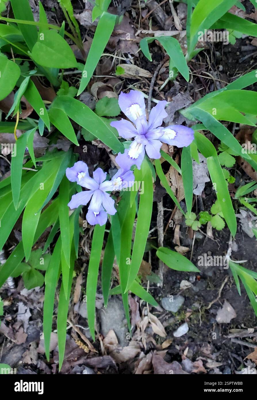 dwarf crested iris (Iris cristata), Plantae, Gatlinburg, TN 37738, USA ...