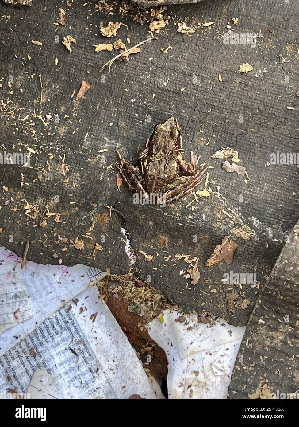 European Common Frog (Rana temporaria), Amphibia, The Chase, Rayleigh ...