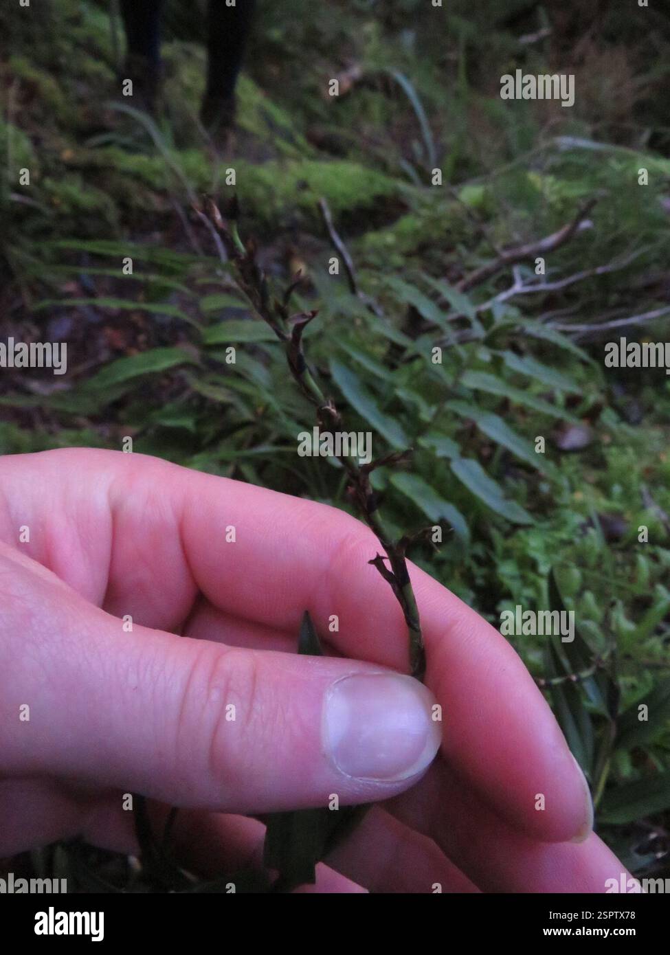 flowering plants (Angiospermae), Plantae, Tutoko Valley Route Stock ...