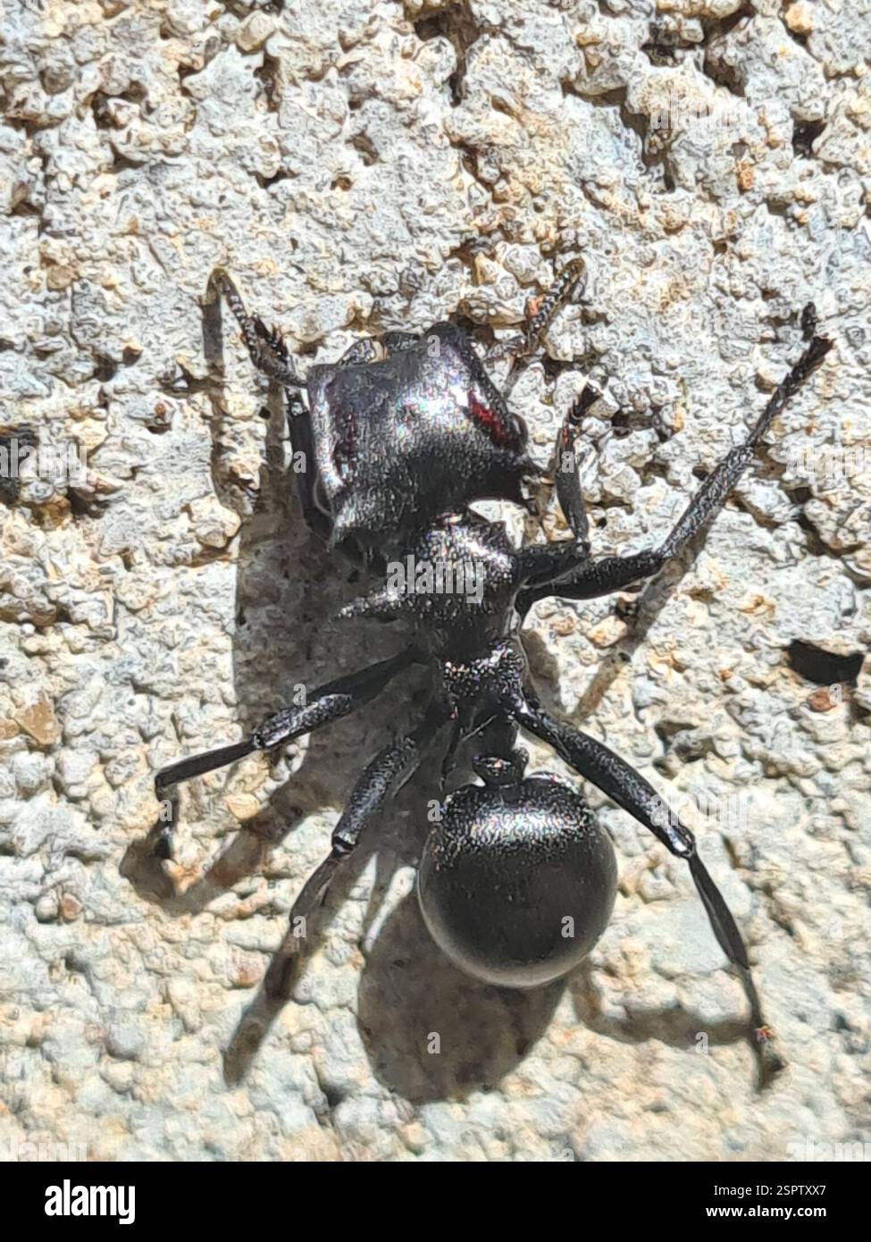 Giant Turtle Ants (Cephalotes atratus), Insecta, 5WJ7+XW3, Klaaskreek ...