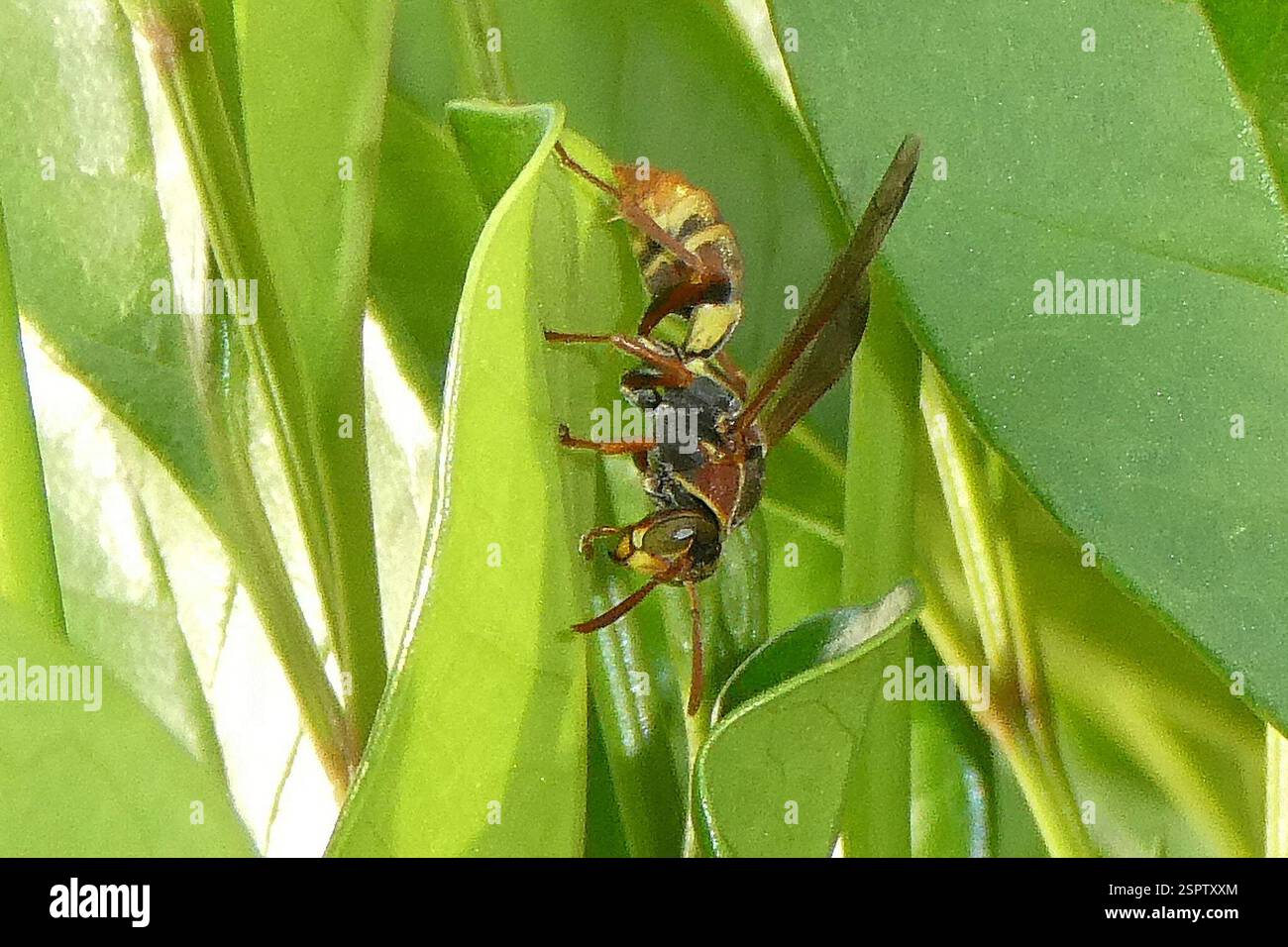 Paper Wasps (Polistinae), Insecta, Sinnamon Park, Brisbane QLD ...