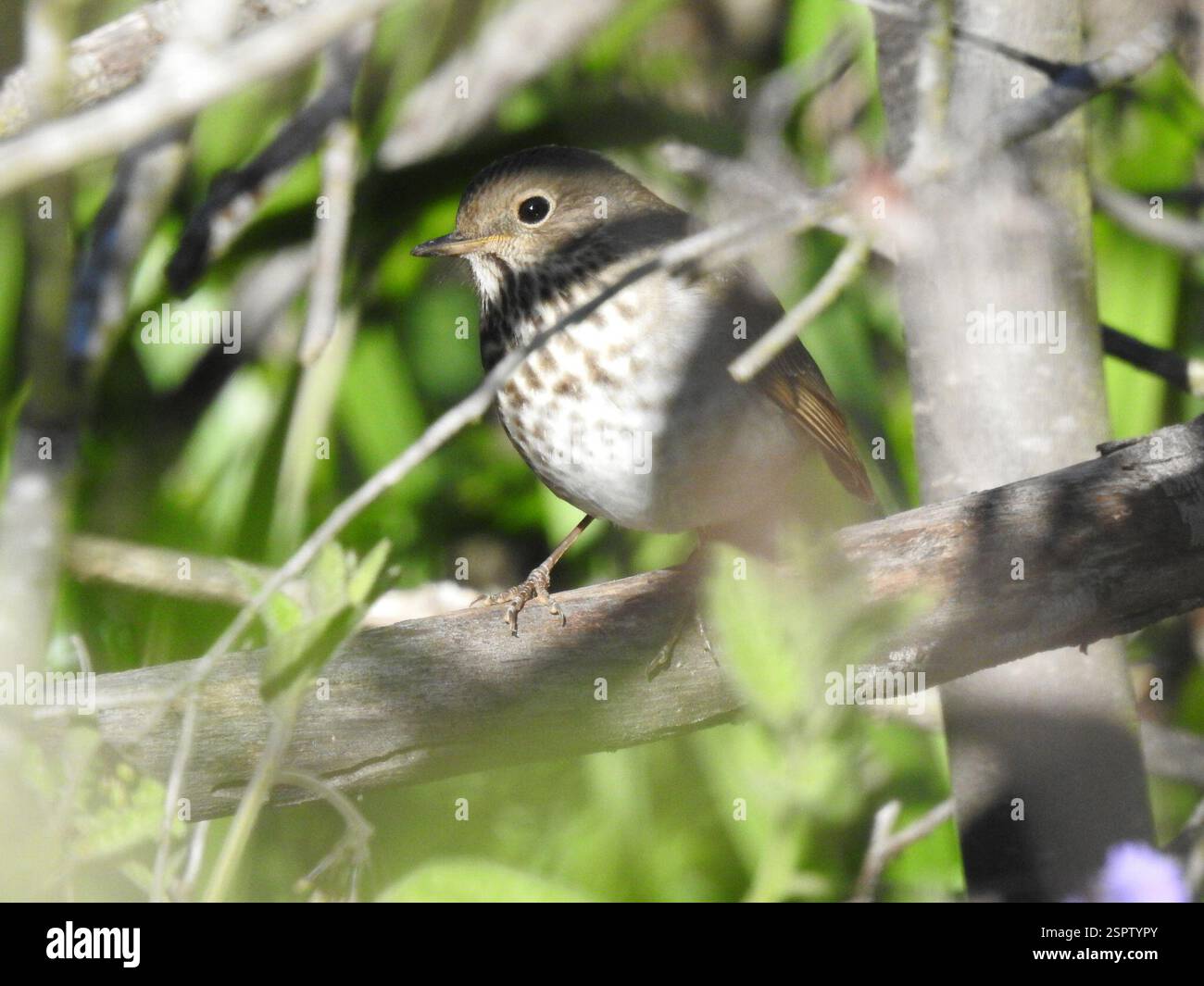 Hermit Thrush (Catharus guttatus), Aves, Westwood, Los Angeles, CA, USA ...