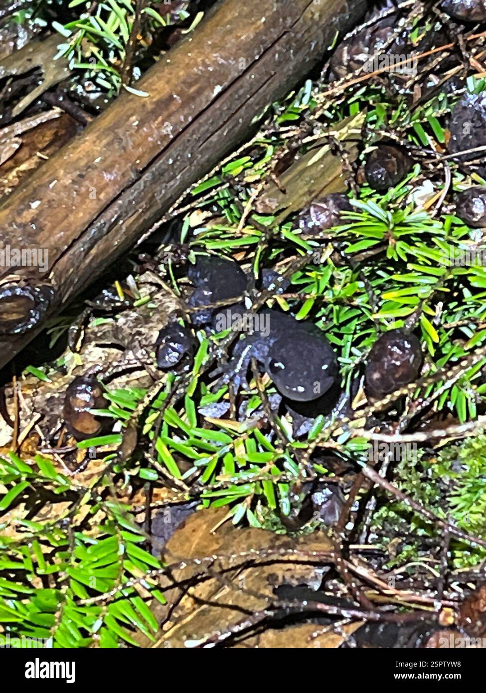 Jefferson Salamander (Ambystoma jeffersonianum), Amphibia, Vermont, US ...