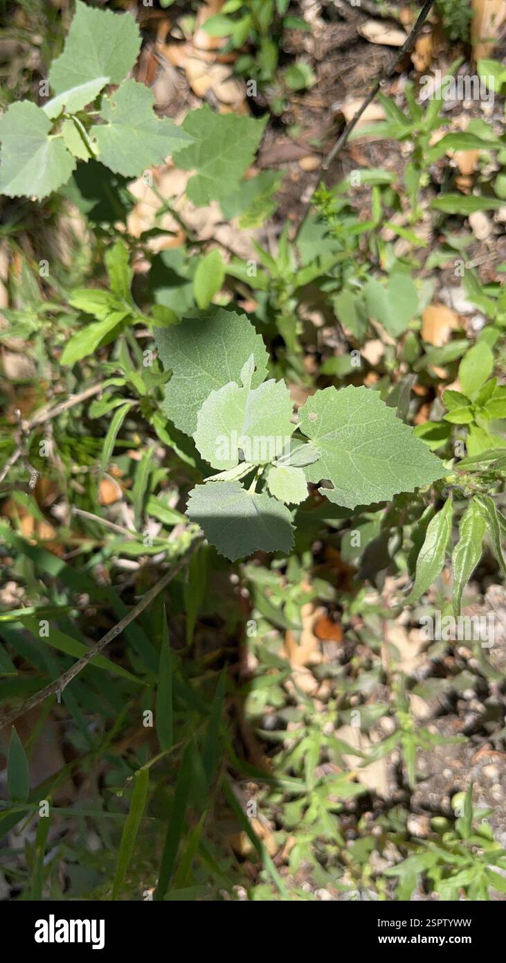 sweet Indian Mallow (Abutilon fruticosum), Plantae, San Antonio Stock ...