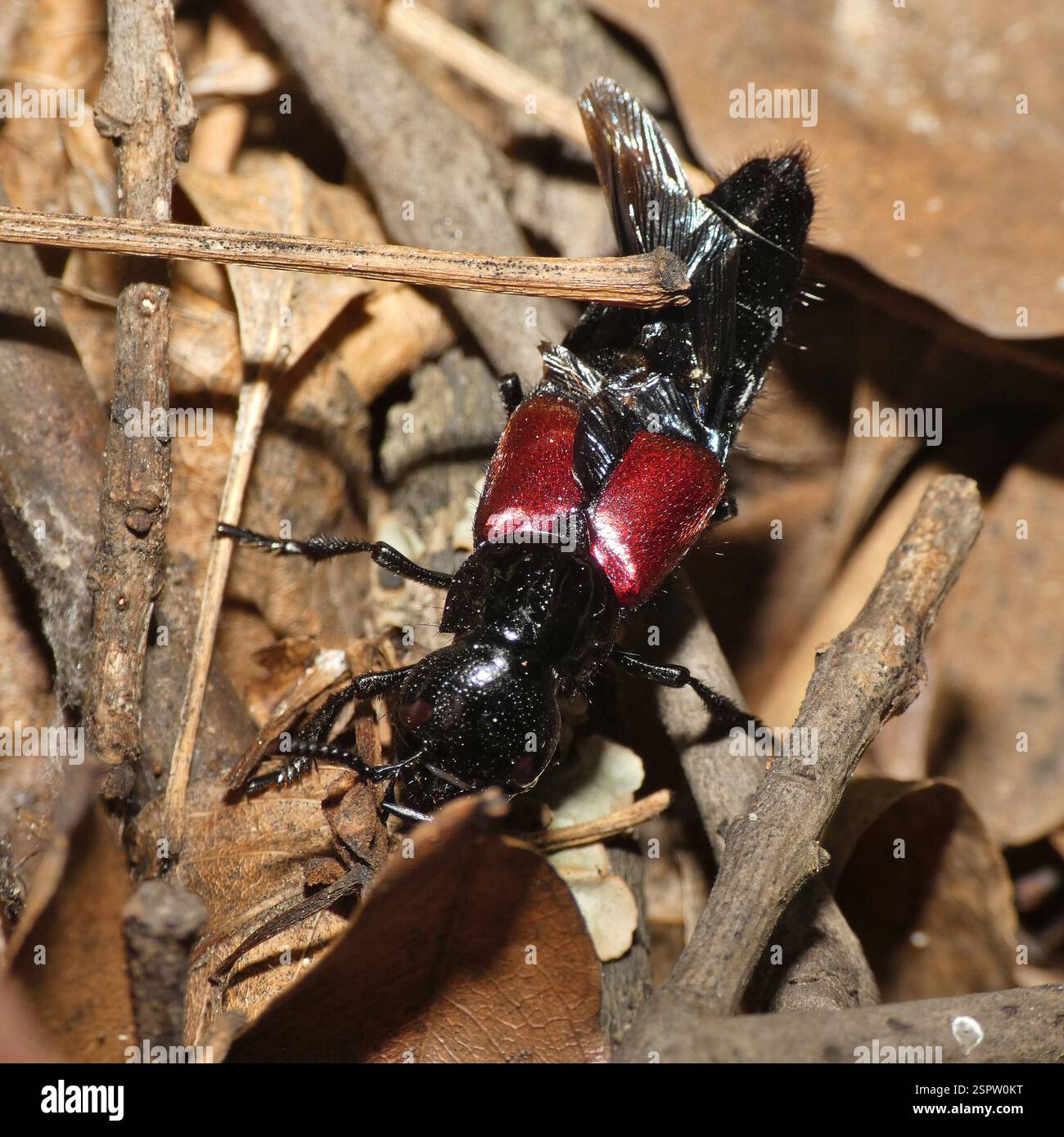 (Staphylinini), Insecta, Hatfield, Harare, Zimbabwe Stock Photo - Alamy
