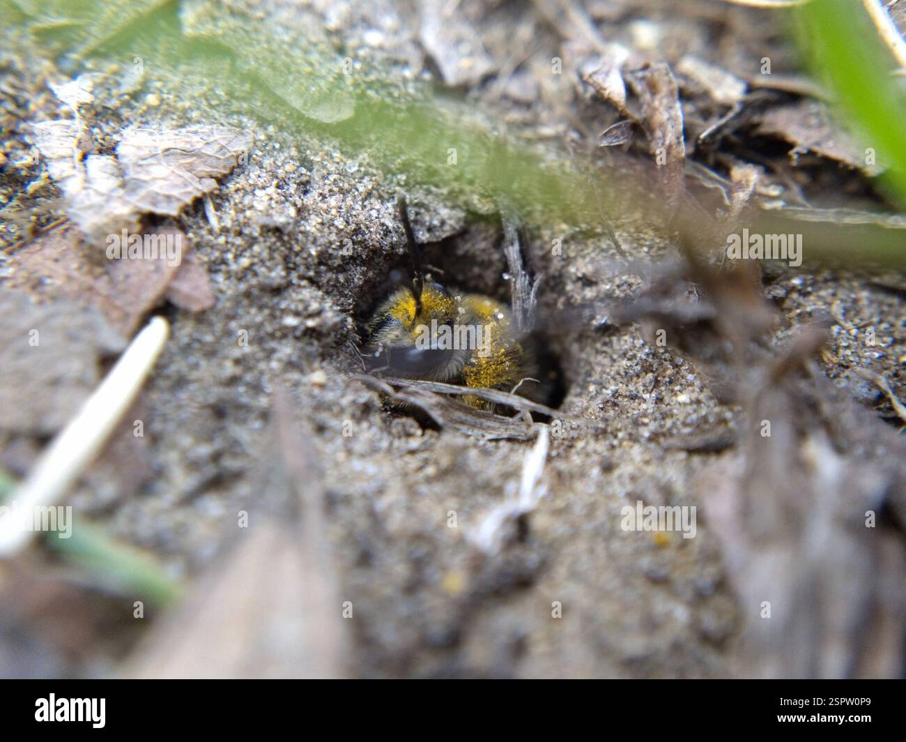 Bees (Anthophila), Insecta, Toronto, ON M6R, Canada, This little golden ...
