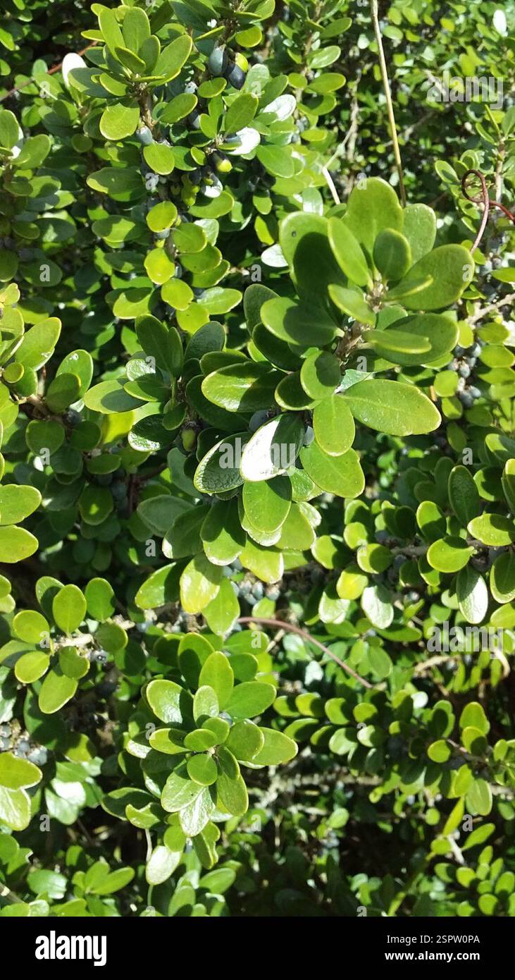 Cook Strait Māhoe (Melicytus orarius), Plantae, Matiu/Somes Island ...