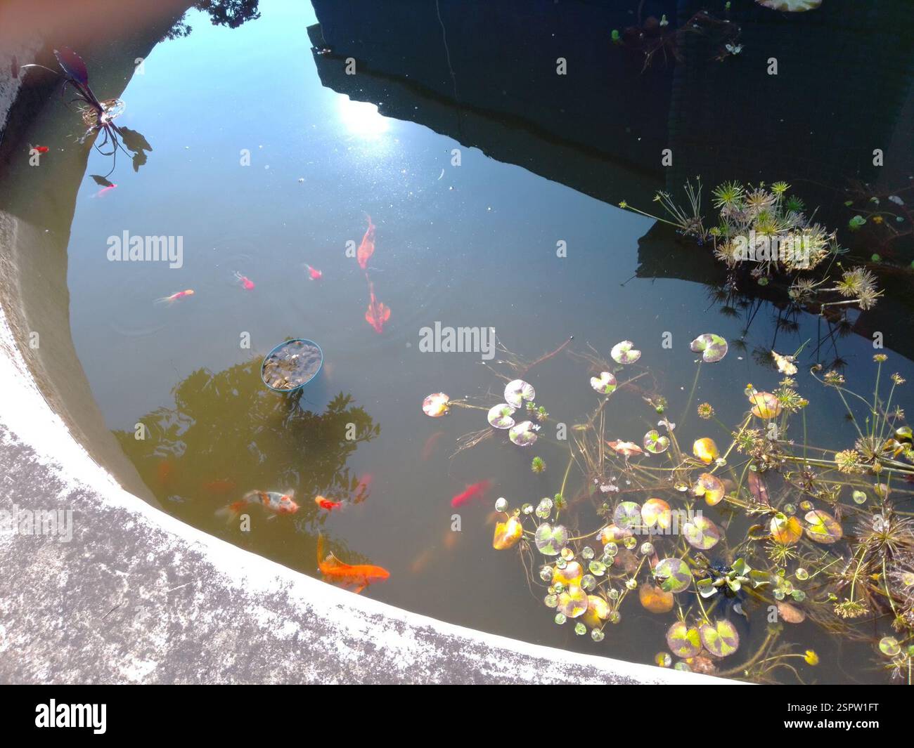 Amur Carp (Cyprinus rubrofuscus), Actinopterygii, Universidad Autonoma ...