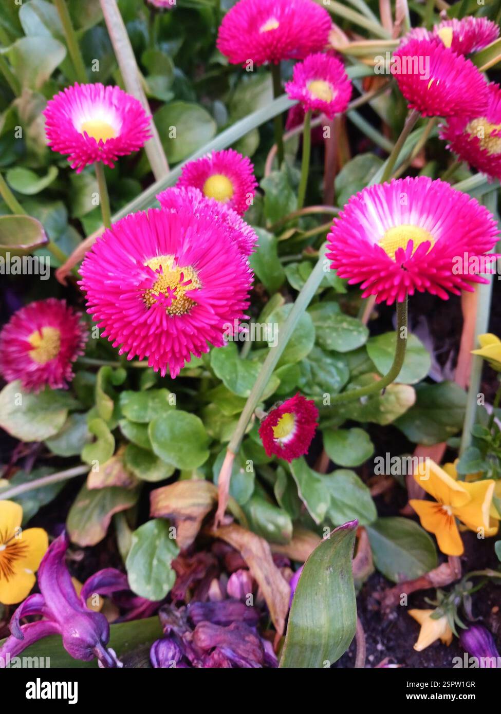 (Entyloma bellidis), Fungi, 35390 Gießen, Deutschland, ex bellis ...