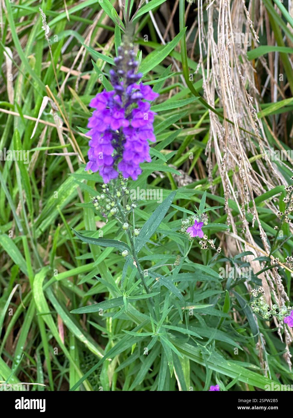 Purple Toadflax (Linaria purpurea), Plantae, Avon River/Ōtakaro ...