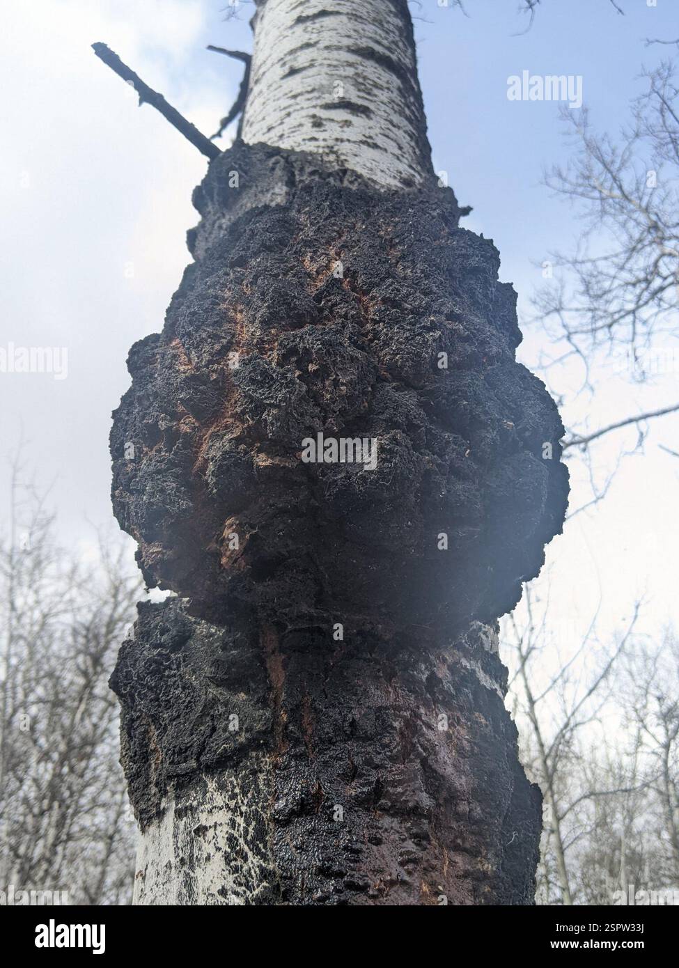 Corky bark disease (Diplodia tumefaciens), Fungi, Dawson Creek, BC ...