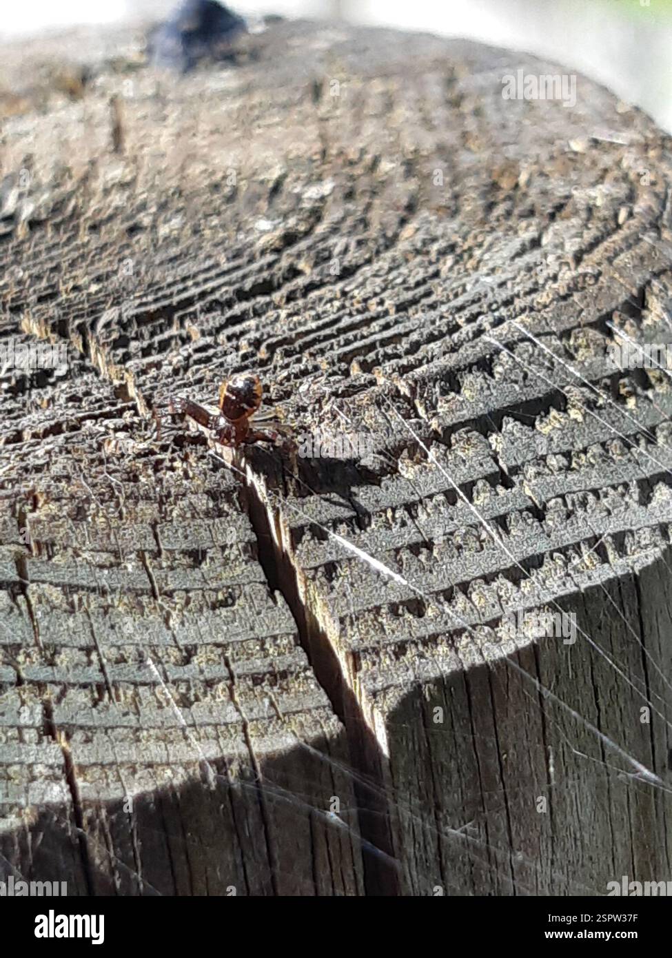 Napoleon Spider (Synema globosum), Arachnida, 33600 Pessac, France ...