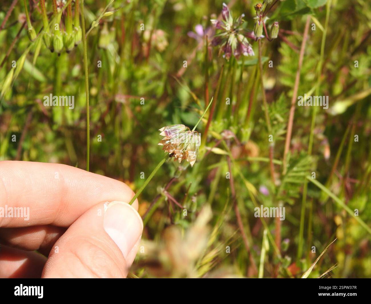 pinpoint clover (Trifolium gracilentum), Plantae, Carrizo Plain ...