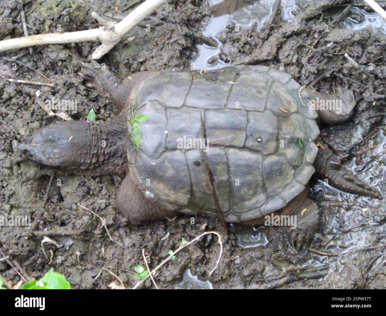 Common Snapping Turtle (Chelydra serpentina), Reptilia, 34150 Gignac ...