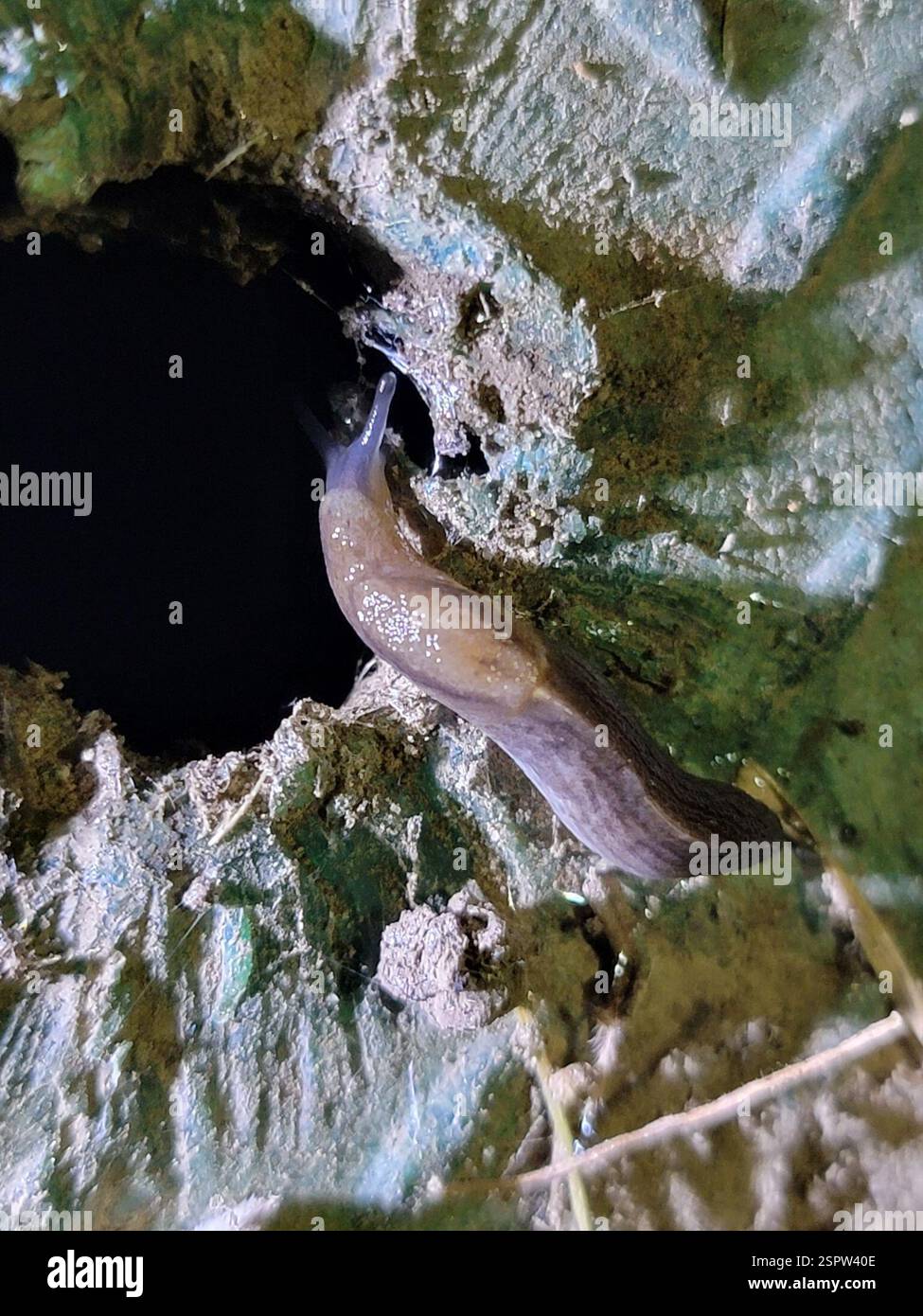 Greenhouse Slug (Milax gagates), Mollusca, Cupertino, CA, USA Stock ...