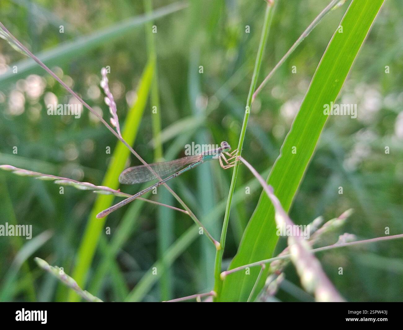 Wandering Midget (Agriocnemis pygmaea), Insecta, GH67+49Q, Njaliankuzhi ...