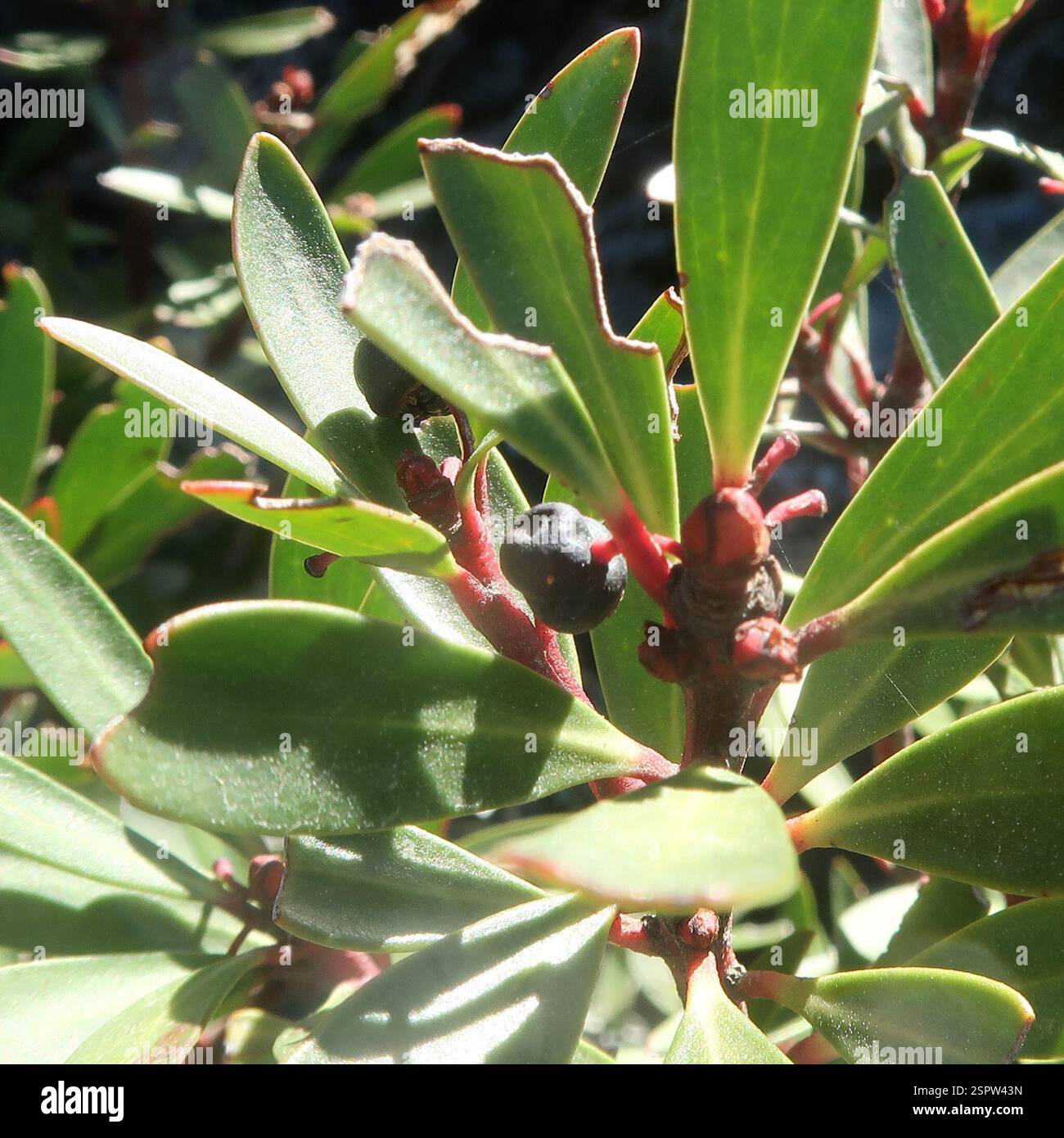 Mountain Pepper (Tasmannia lanceolata), Plantae, Lake Mackenzie Road ...