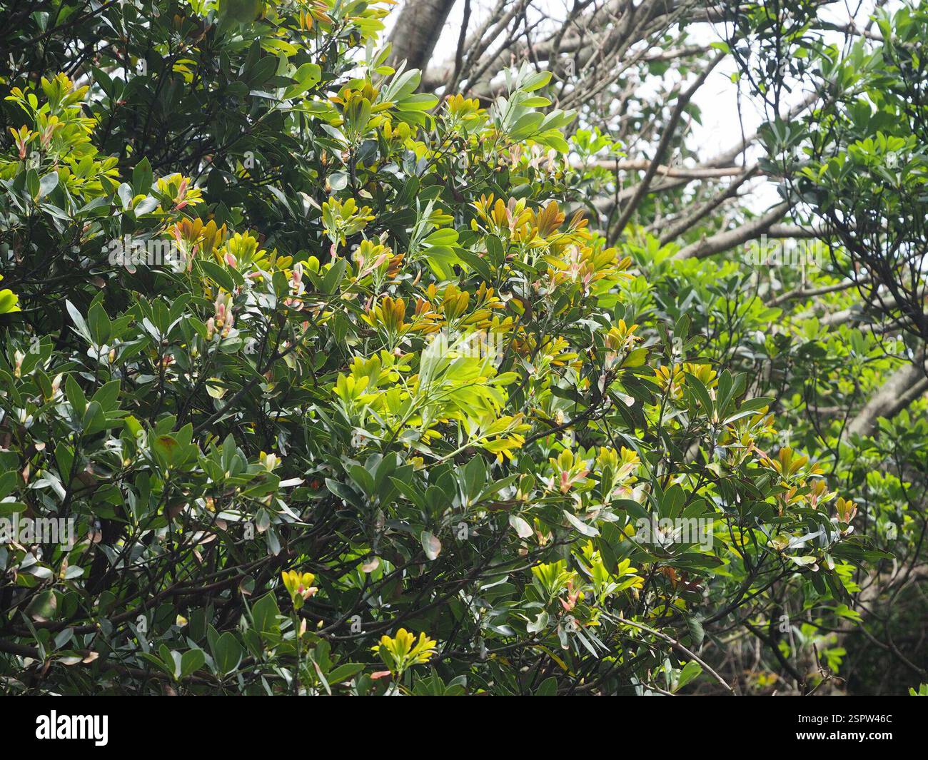 Red Machilus (Machilus thunbergii), Plantae, 台灣新北市 Stock Photo - Alamy