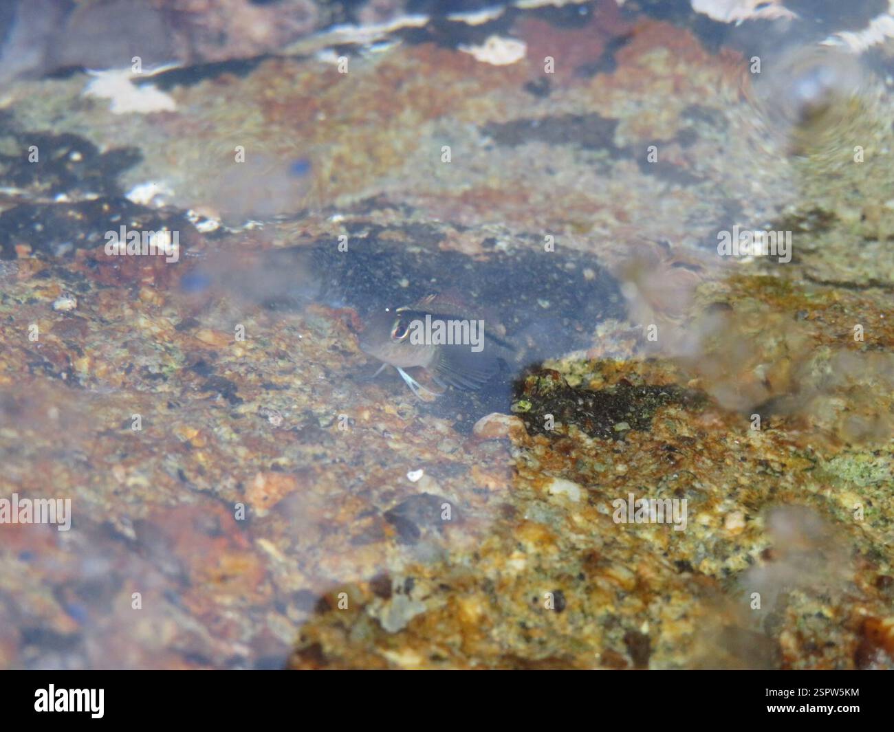 Common Triplefin (Forsterygion lapillum), Actinopterygii, Wharekai Te ...