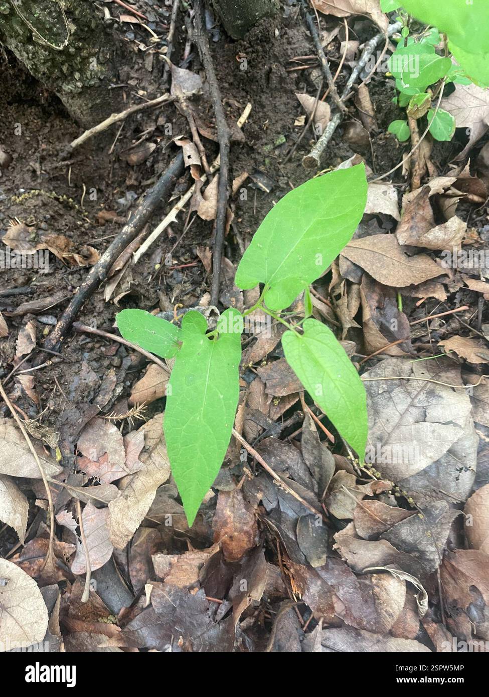 Virginia snakeroot (Aristolochia serpentaria), Plantae, S Ashwood Ave ...