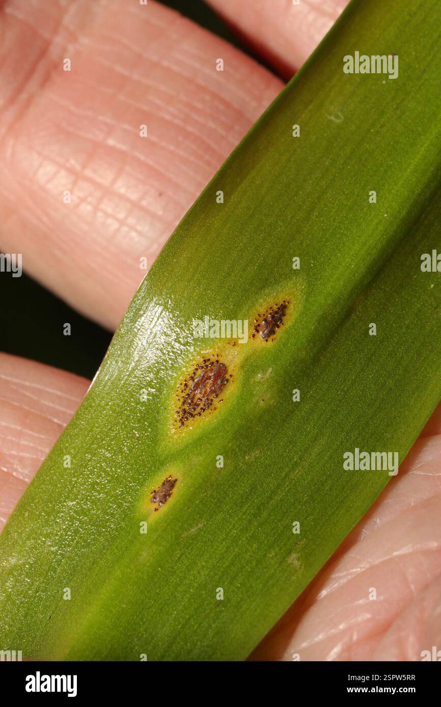 Bluebell rust (Uromyces hyacinthi), Fungi, Pickerings Pasture, Mersey ...