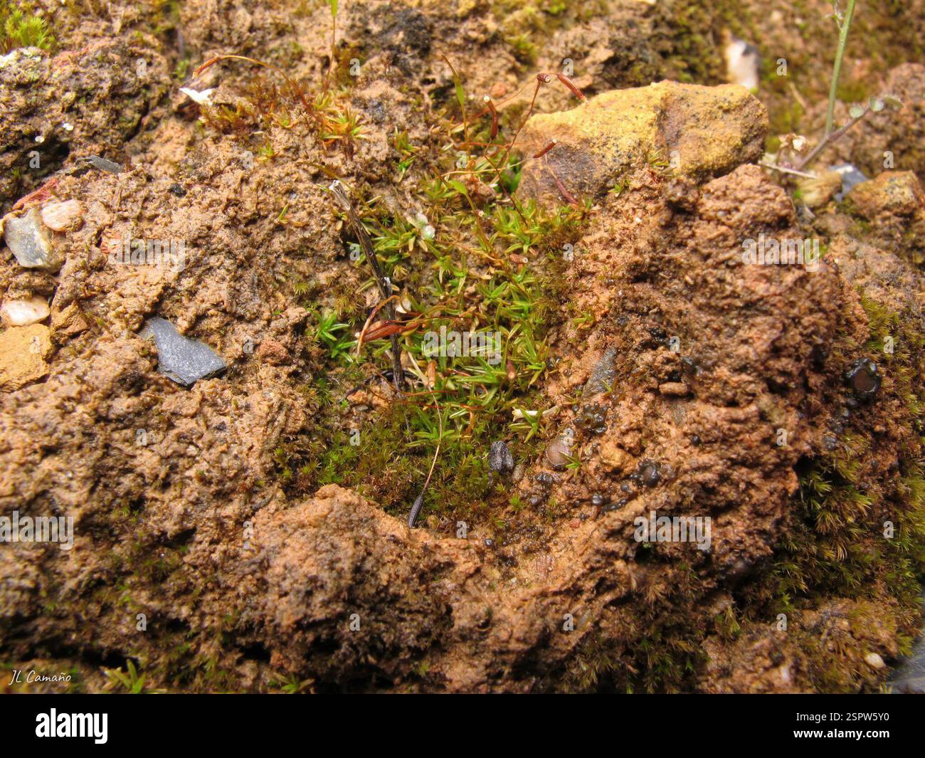 Rigid Screw Moss (Aloina rigida), Plantae, Lugo, Spain, On clay soil ...