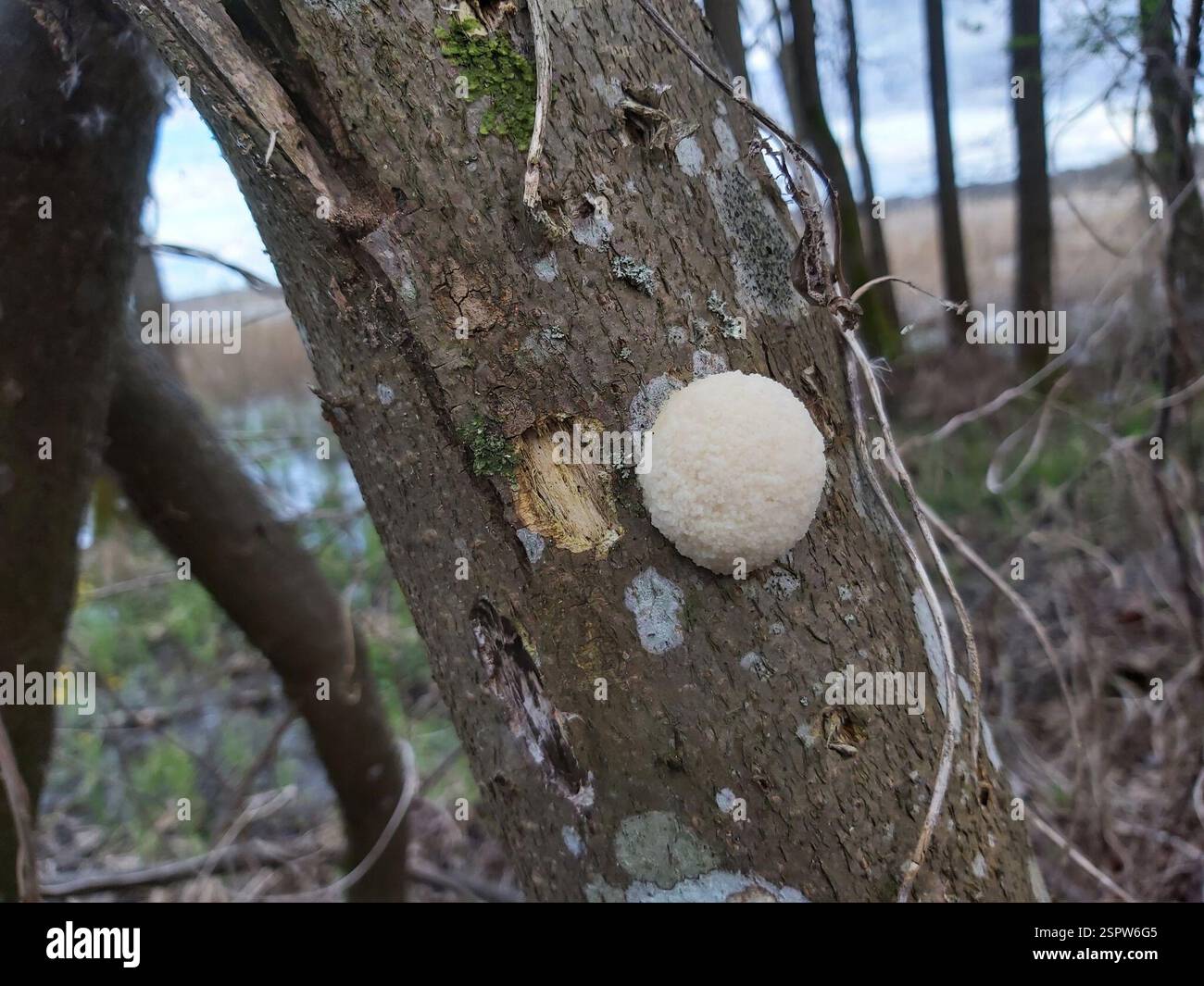 False Puffball (Reticularia lycoperdon), Protozoa, 32217, Lietuva Stock ...