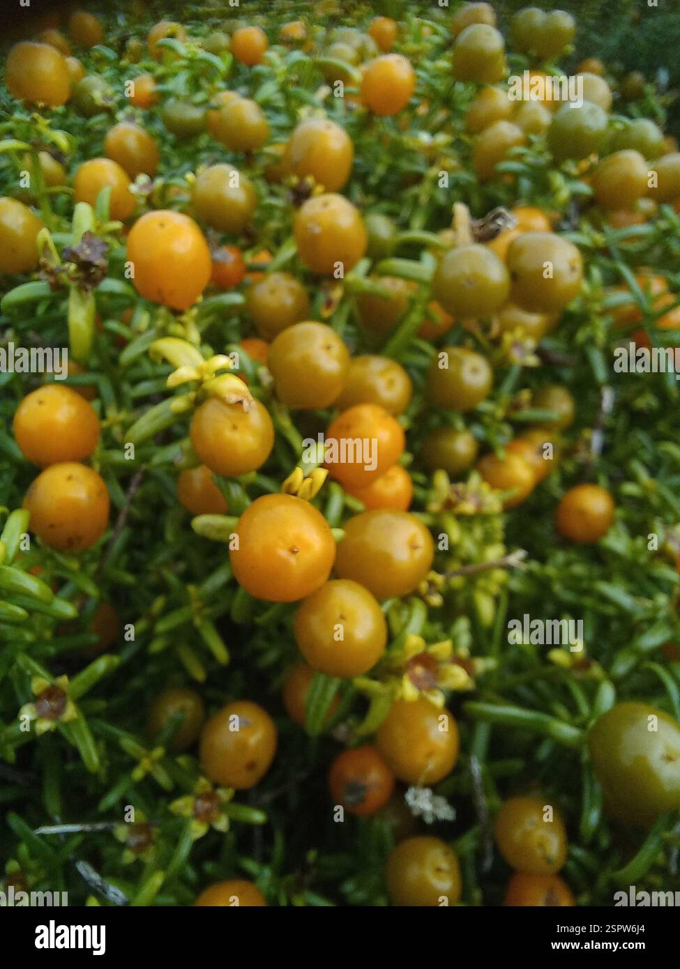 Christmas Berry (Chironia baccifera), Plantae, Overstrand Local ...