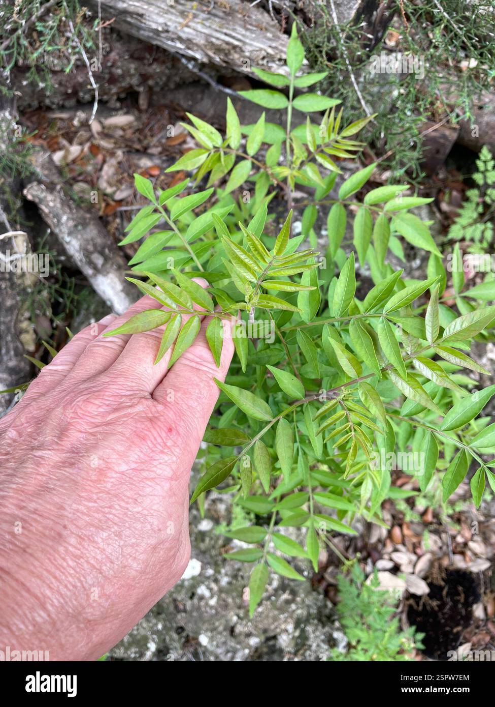 Prairie flameleaf sumac (Rhus lanceolata), Plantae, Temple, TX, US ...